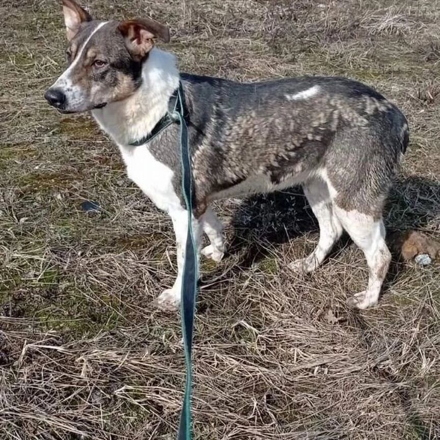 Добрая собака ищет дом