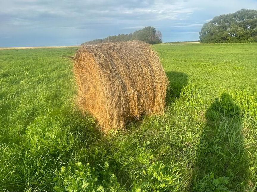 Сено в тюках