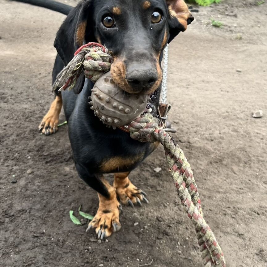 Такса в добрые руки мальчик