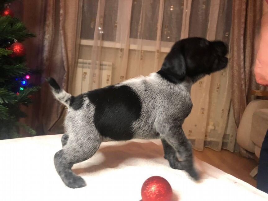 Щенки породы Дратхаар