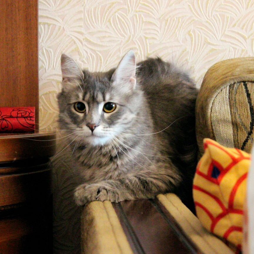 Кошечка в добрые руки