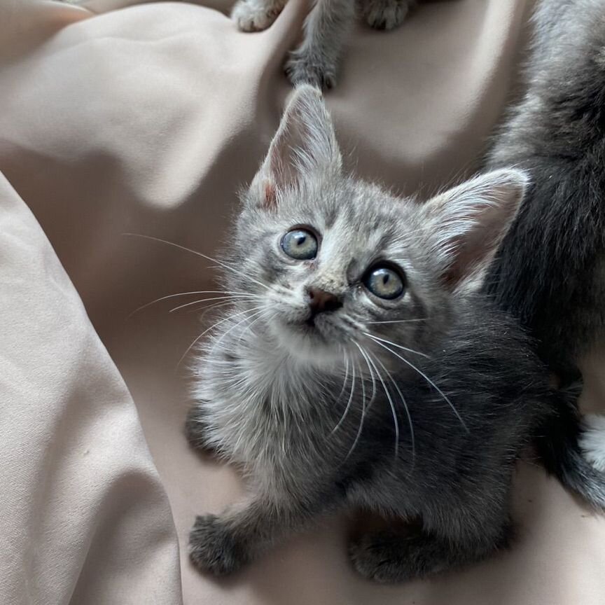 Голубоглазый котенок 1,5 месяца