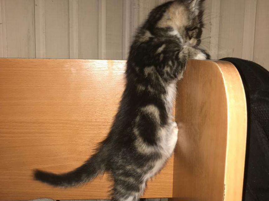 Котята в добрые руки от бенгальской кошечки