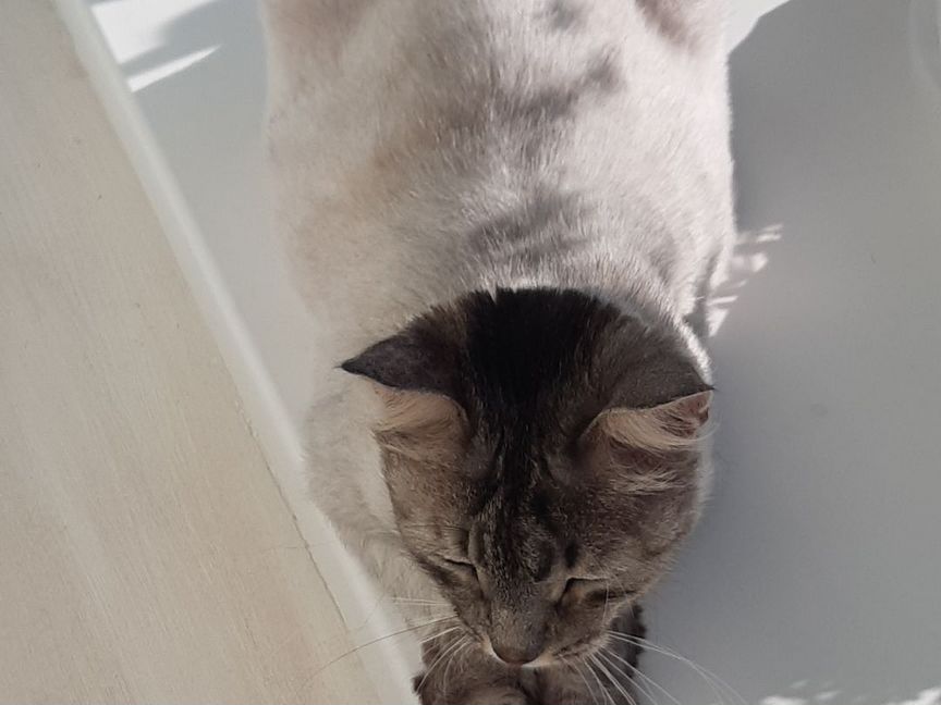 Ласковый игривый котик ждёт нового хозяина