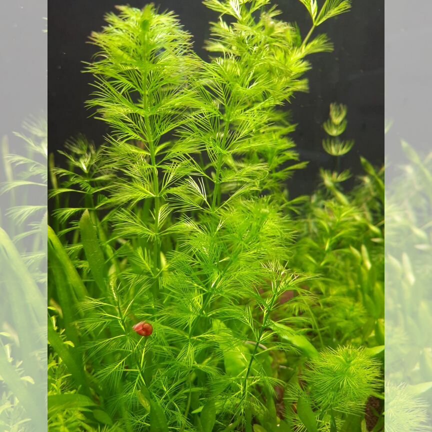 Аквариумное растение