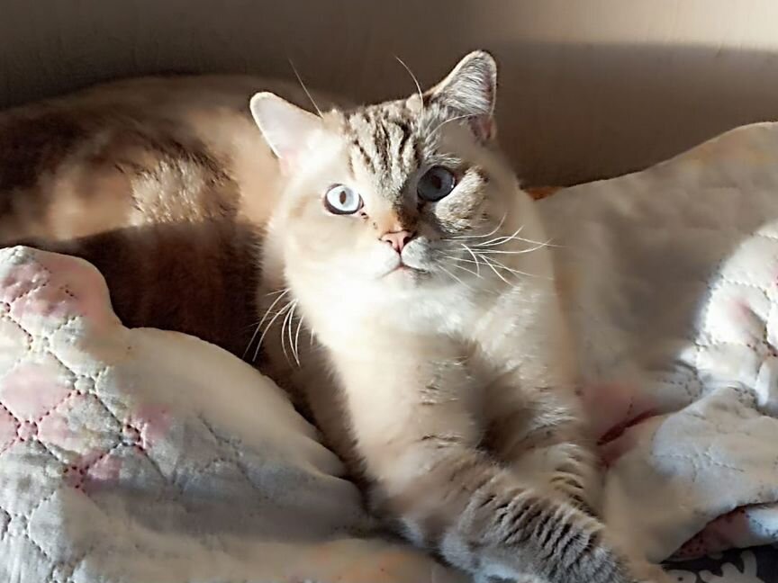 Отдам котика в хорошие руки