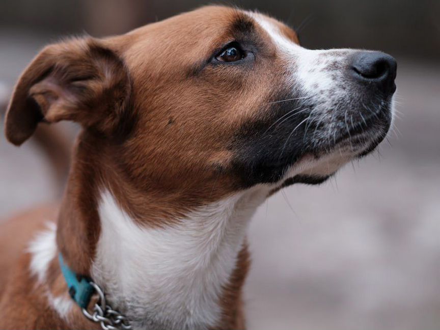 Молодой мальчишка ищет дом