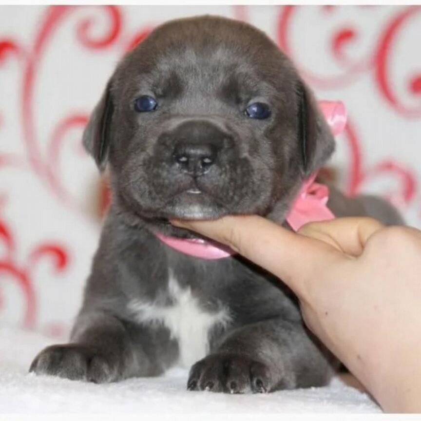 Щенки кане корсо