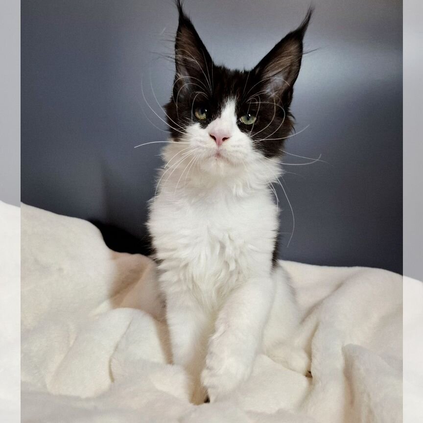 Мейн-кун котёнок