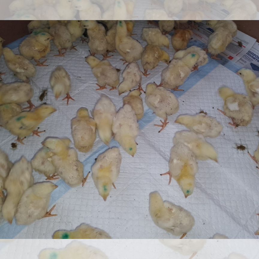 Цыплята бройлеры суточные