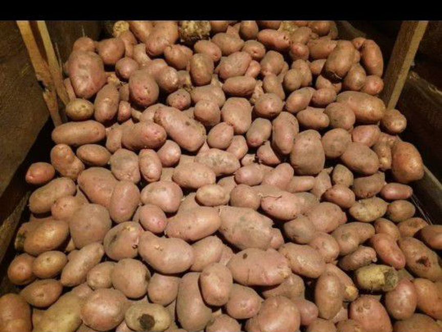 Отдам картофель на корм скоту