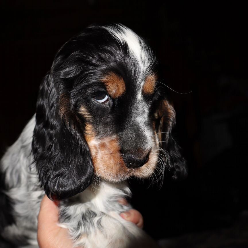 Щенки Кокер спаниеля