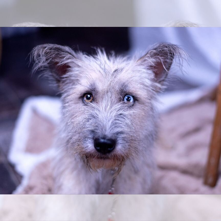 Взрослая собака в добрые руки