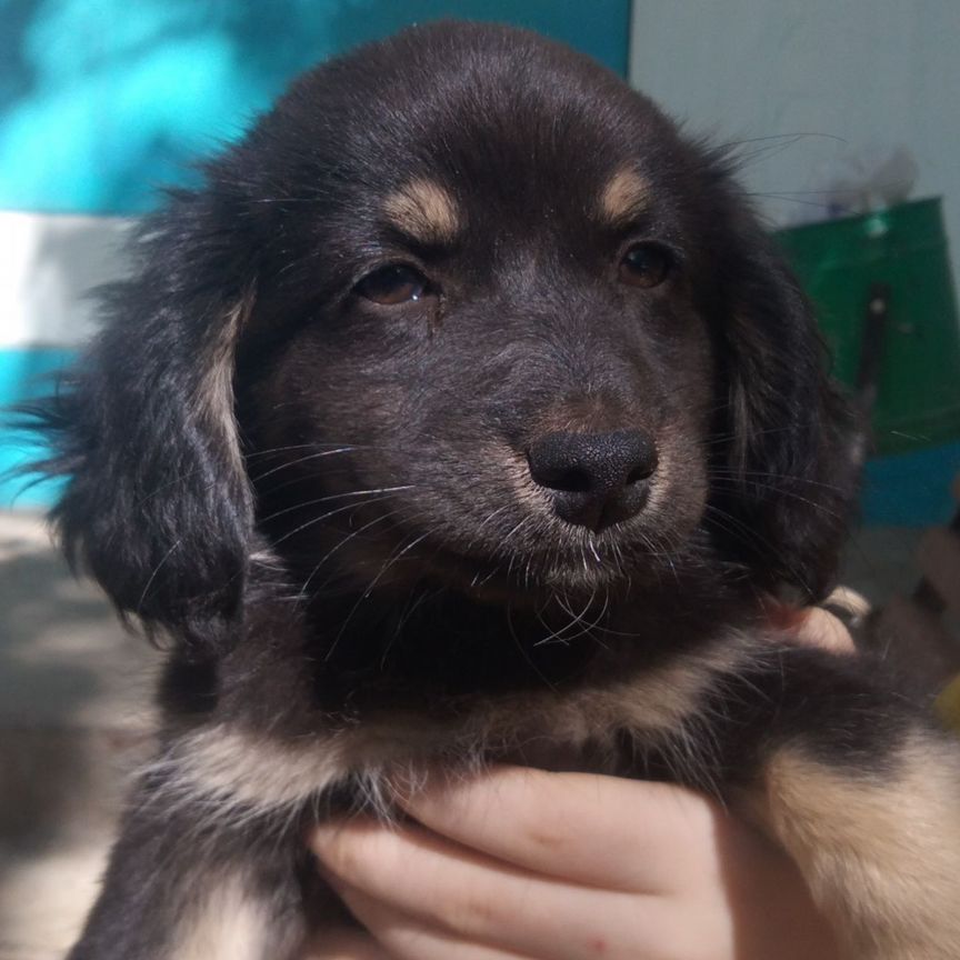 Щенок ищет родителей