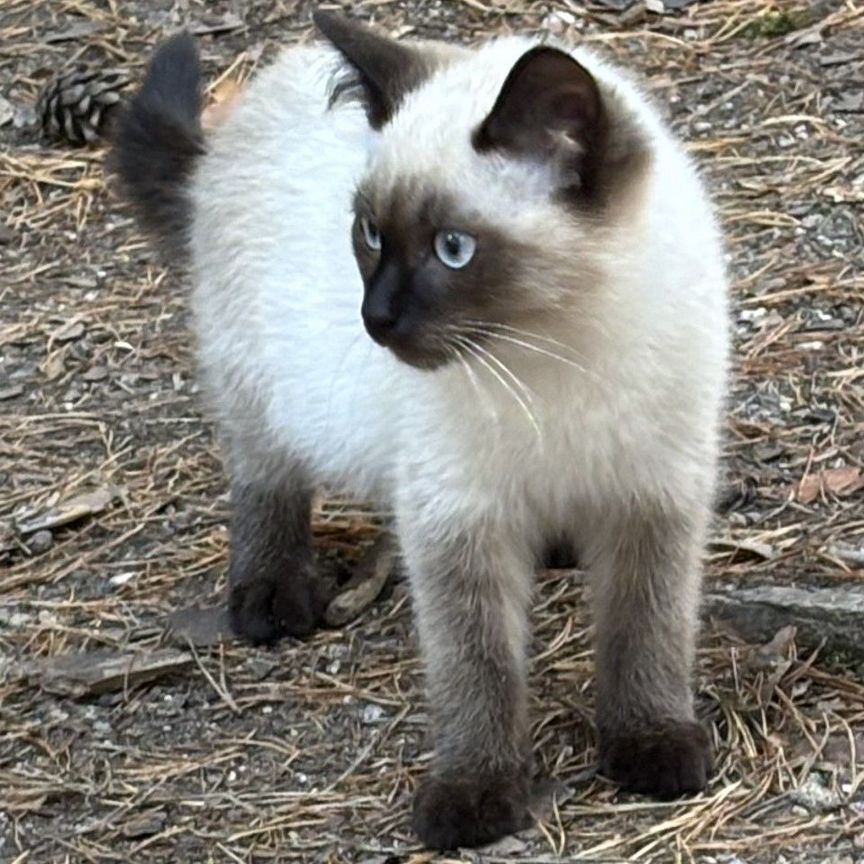 Котята в добрые руки бесплатно маленькие