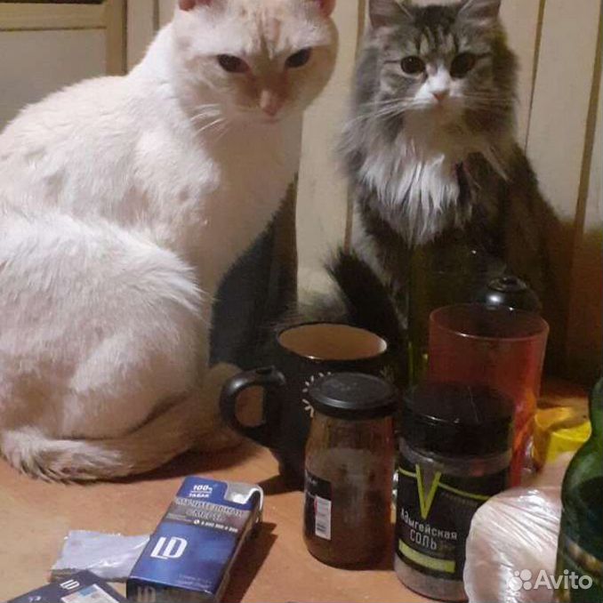 Полукровка