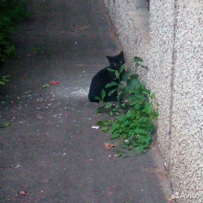 Котёнок ждёт помощи