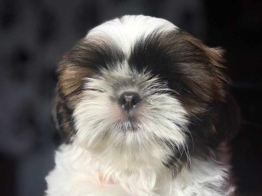 Щенки ши-тцу