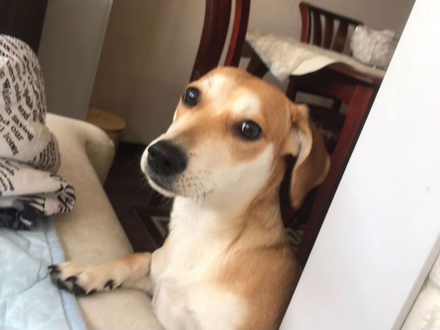 Маленькая красивая собачка в добрые руки