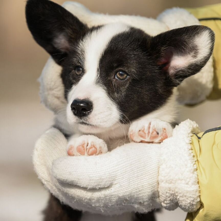 Щенки вельш корги кардиган