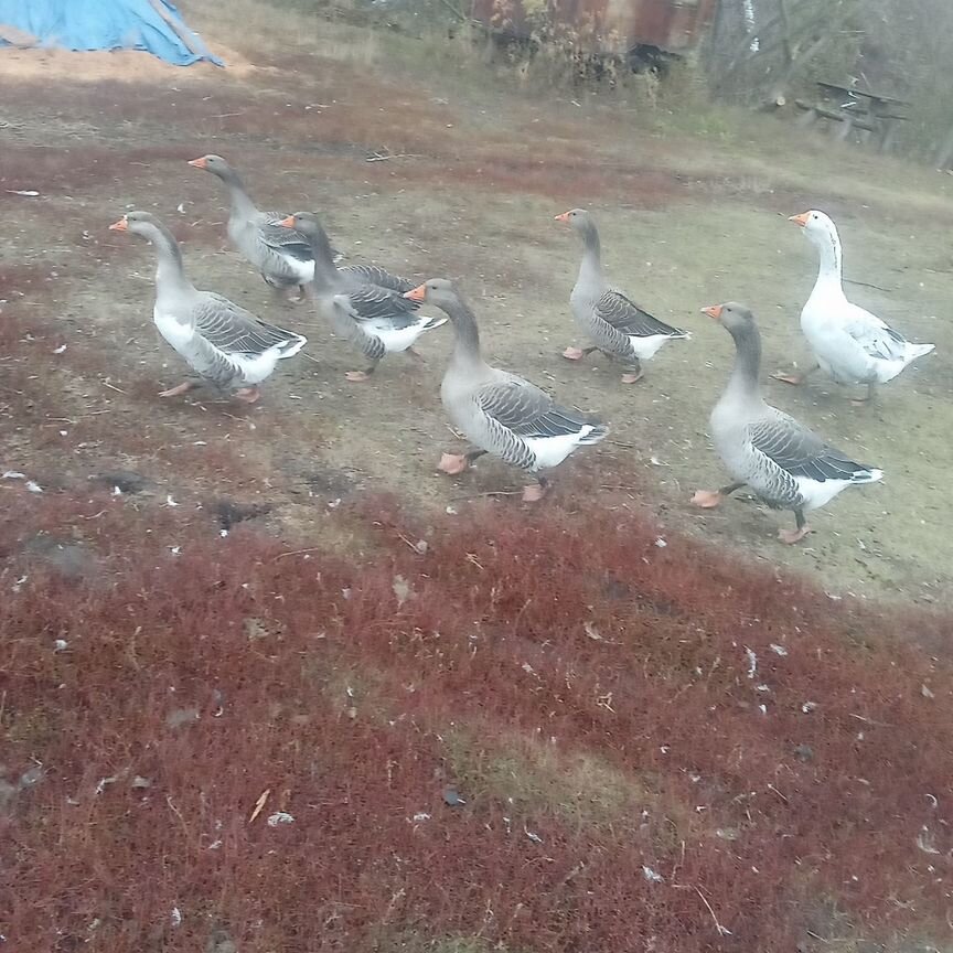 Гусь домашний, индаутки возраст 3,5 мес