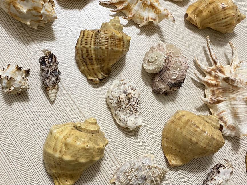 Морские ракушки
