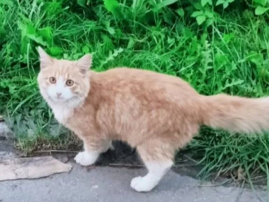 Ласковый бездомный котик