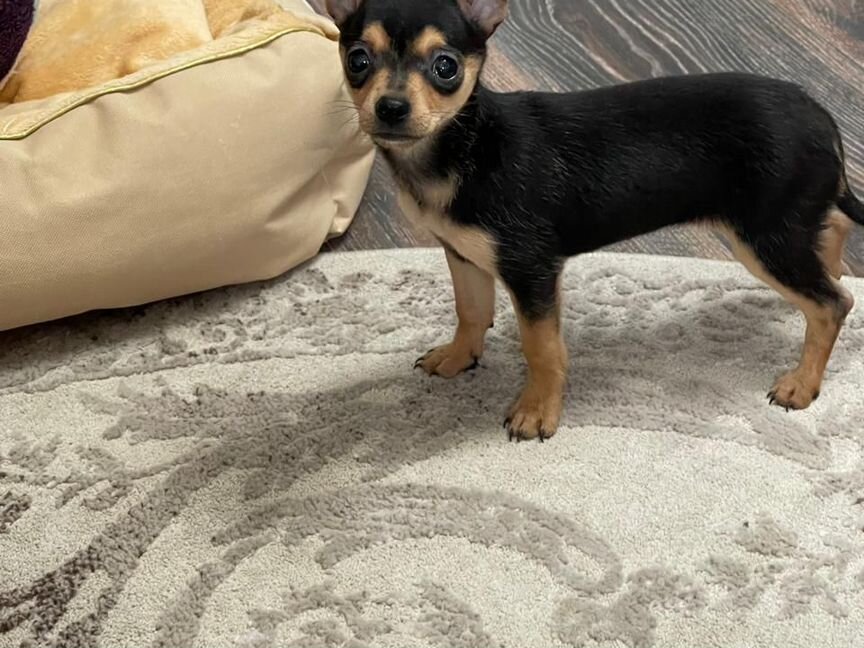 Охрана для кармана