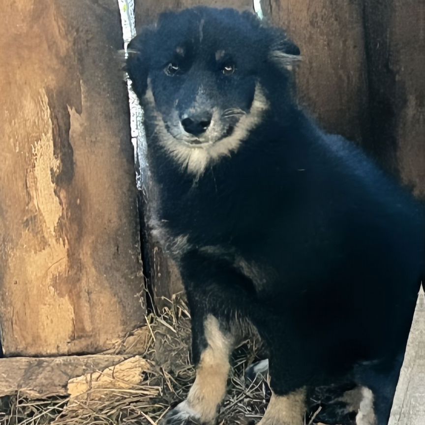 Щенок в добрые руки