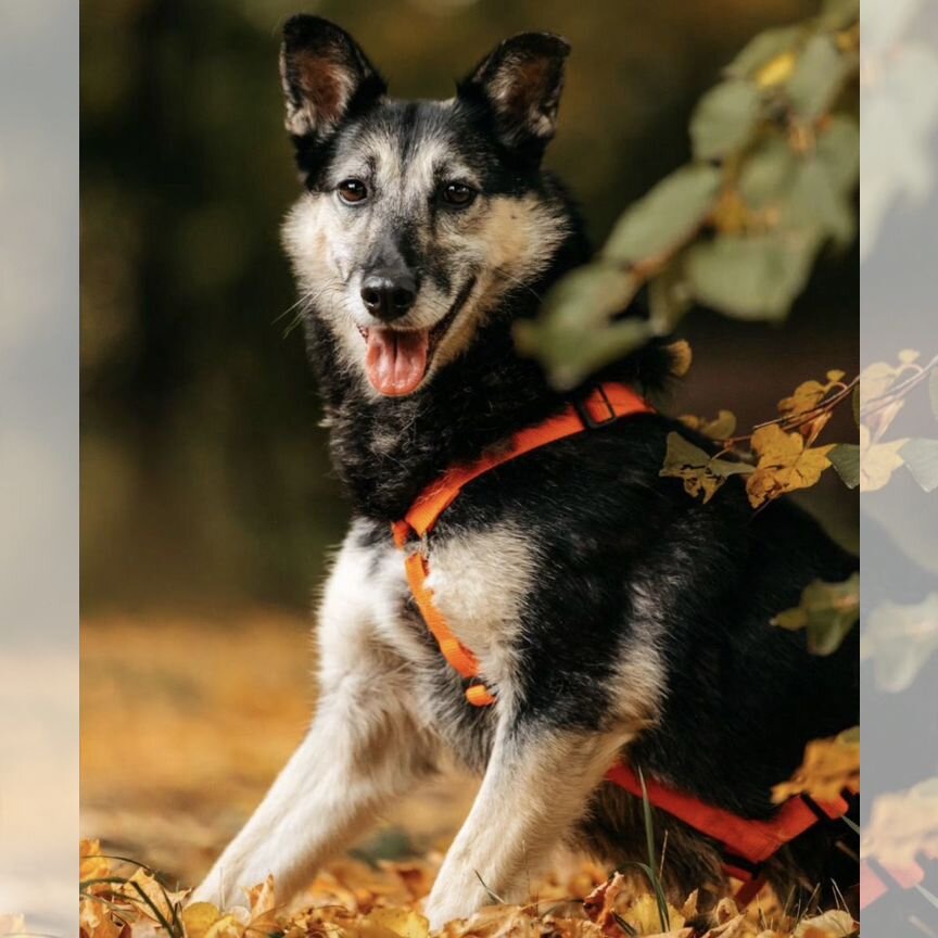 Взрослая собака в добрые руки