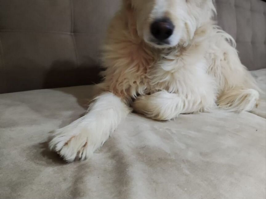 Отдам в добрые руки