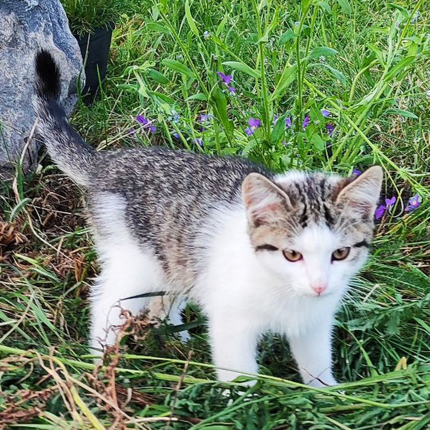 Котёнок в добрые руки