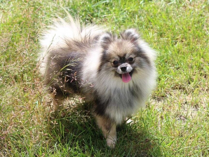 Померанский шпиц