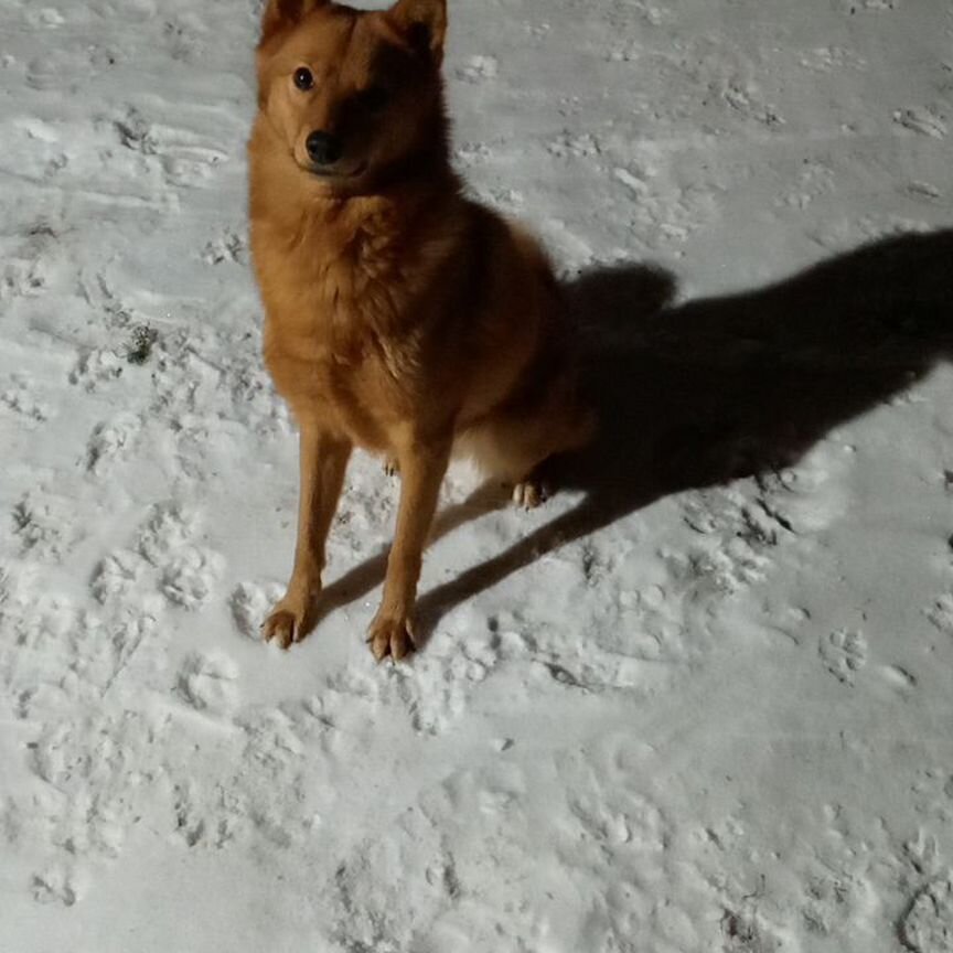 Карело финская лайка