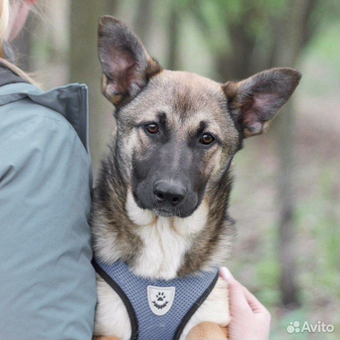 Плюша ищет дом. Собака в добрые руки