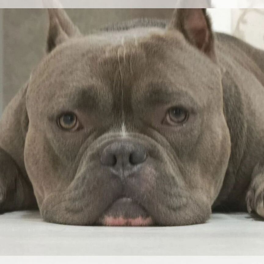 Американский булли вязка