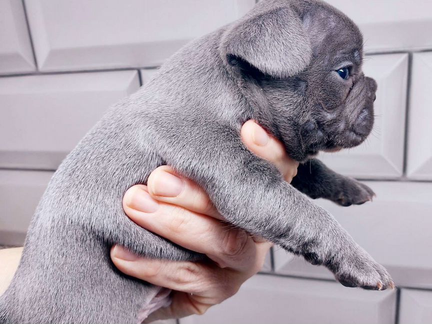 Шикарный французик голубого окраса