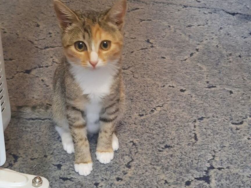 Котёнок в добрые руки