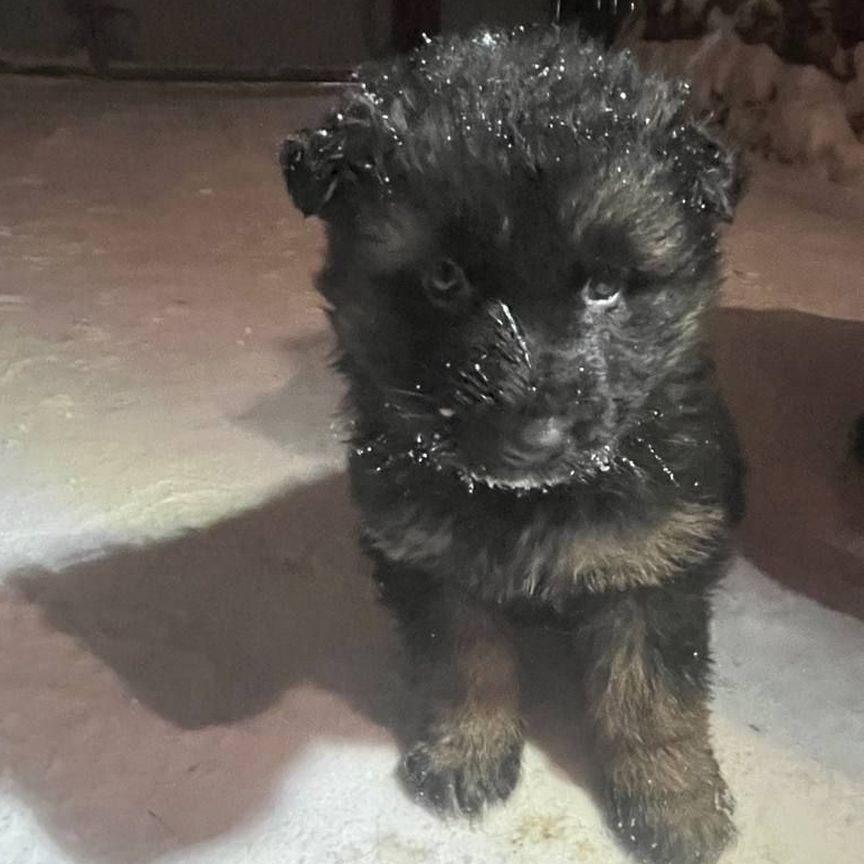 Немецкая овчарка, щенок