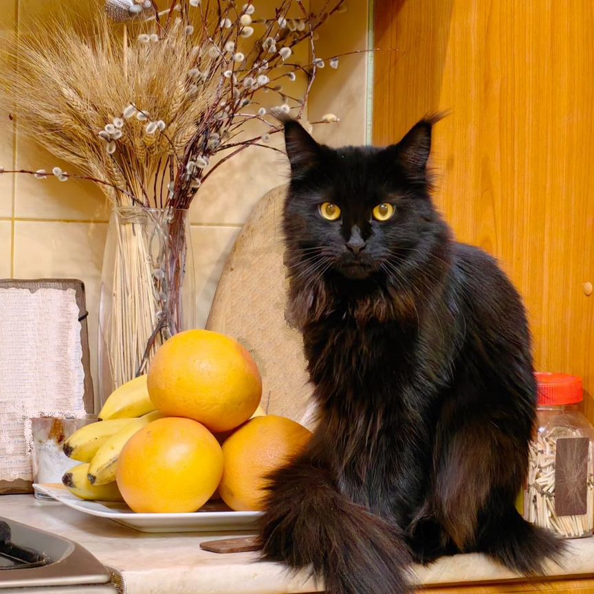 Кошка Мейн-кун в добрые руки