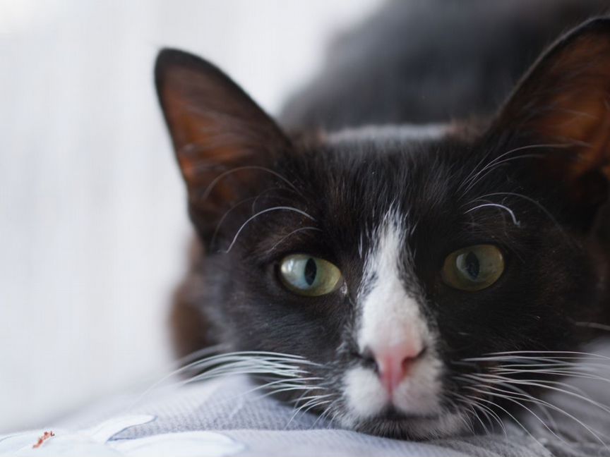 Кот в добрые руки