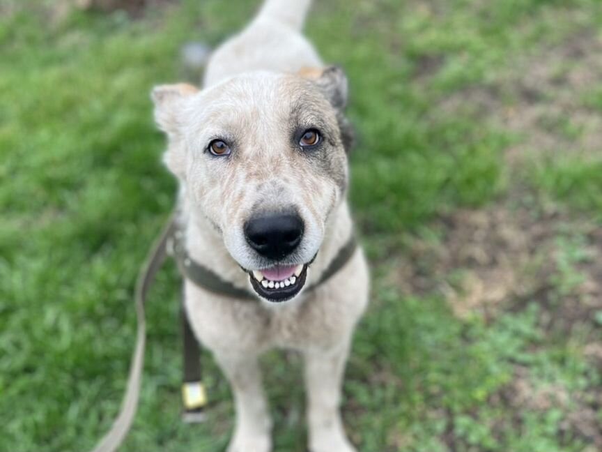 Собака в добрые руки