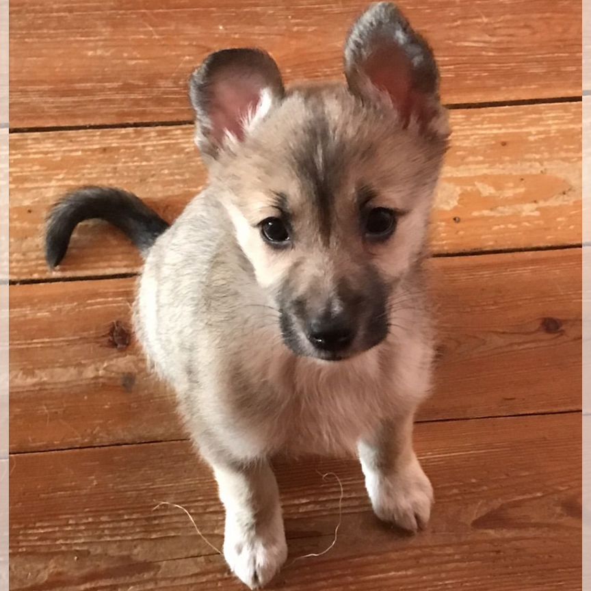 Щенок в добрые руки