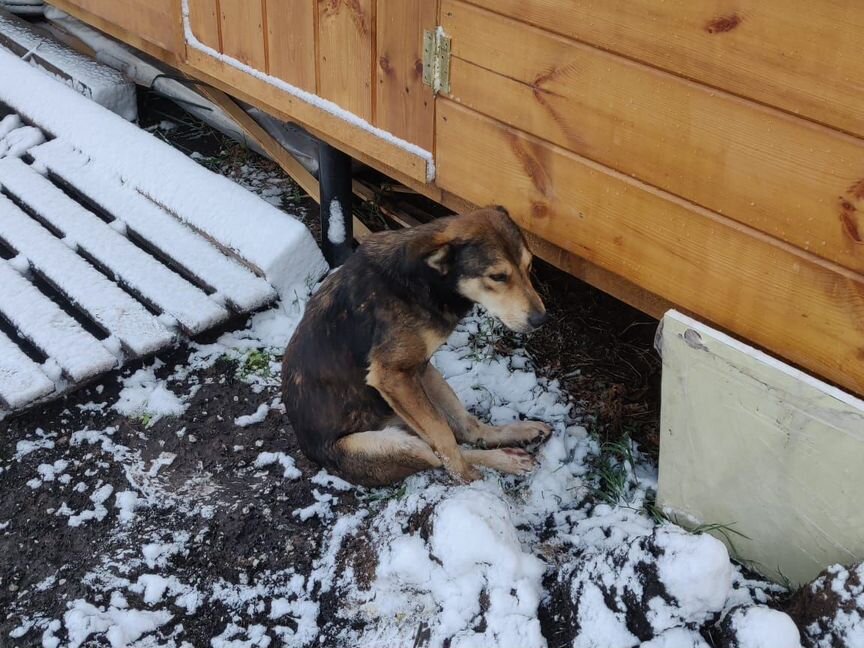 Помогите собаке