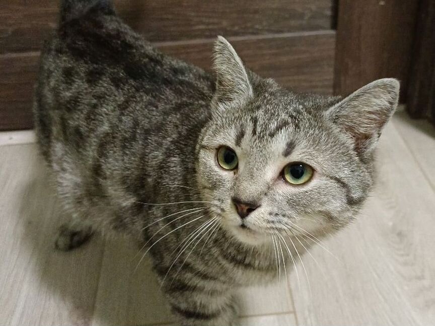 Добрая кошечка в Дар