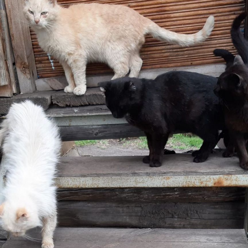 Котики выживают на морозе