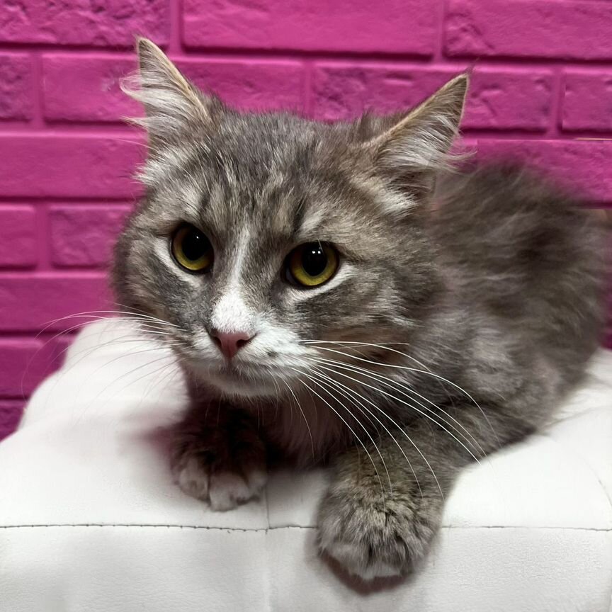 Котик в ответственные руки