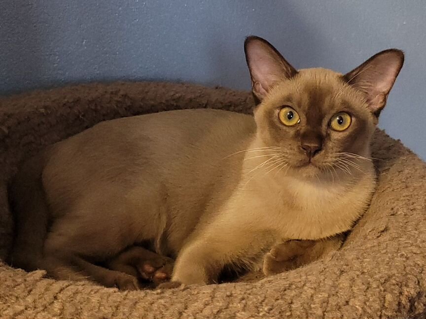 Бурманские котята с документами