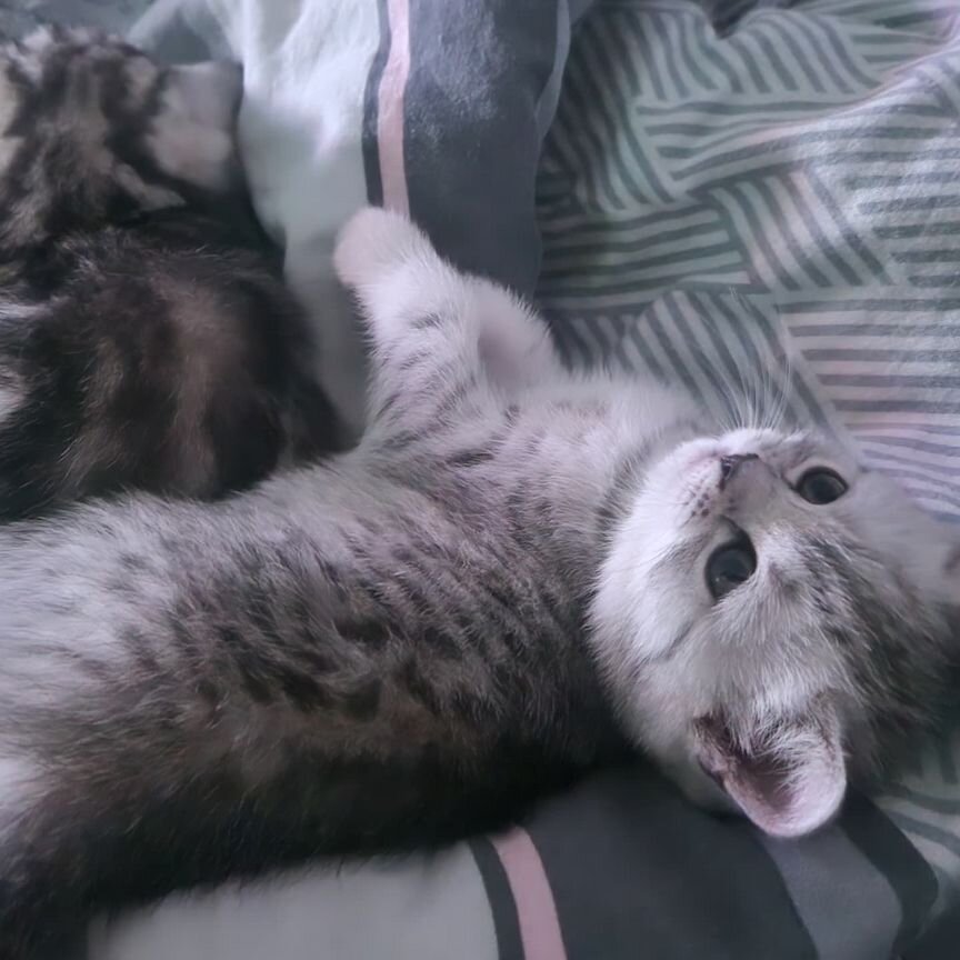 Шотландские котята