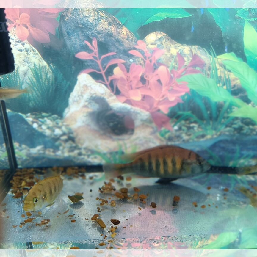 Аквариумные рыбки цихлиды